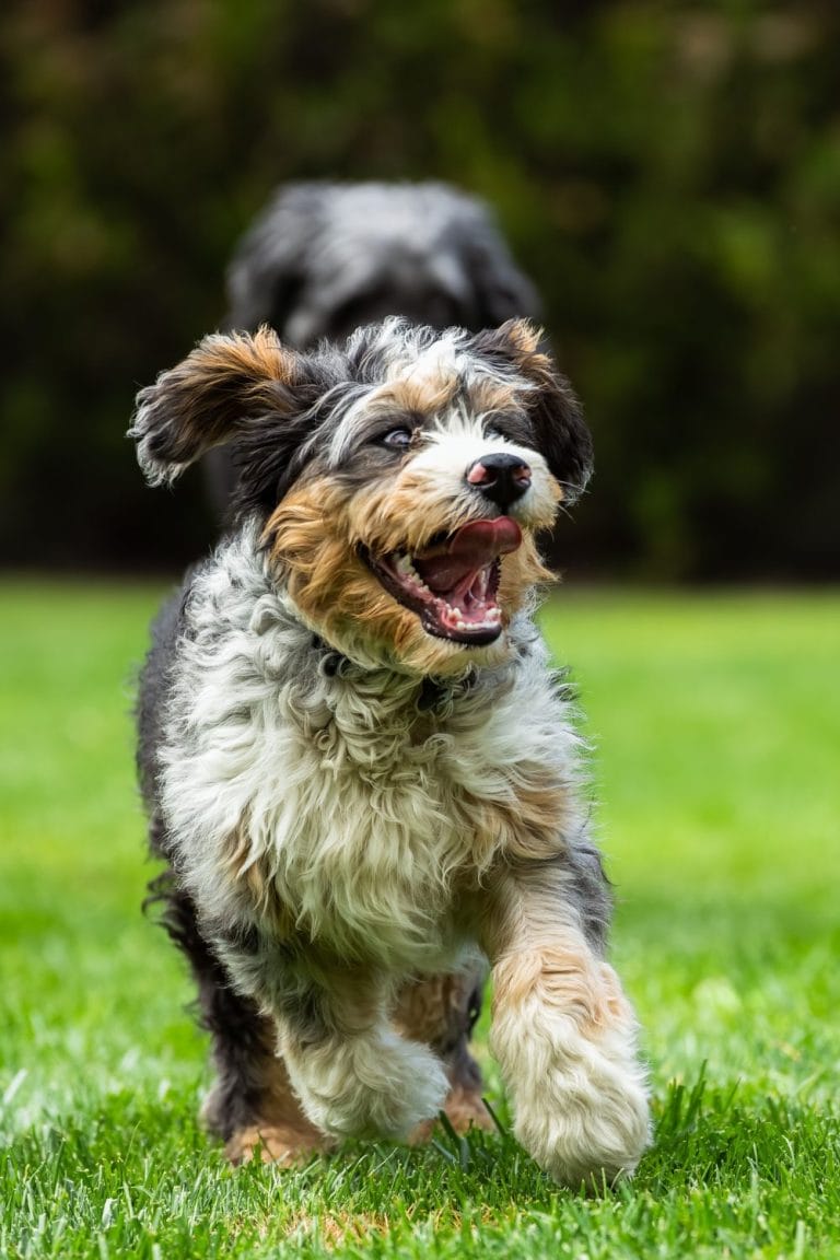 Pet’s Body Language : The Ultimate Guide For Understanding - PetPress