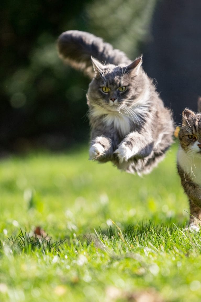 Pet’s Body Language : The Ultimate Guide For Understanding - PetPress