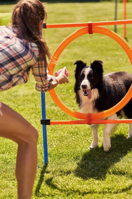 DIY Dog Agility Courses at Home: Build & Train Your Pup - PetPress