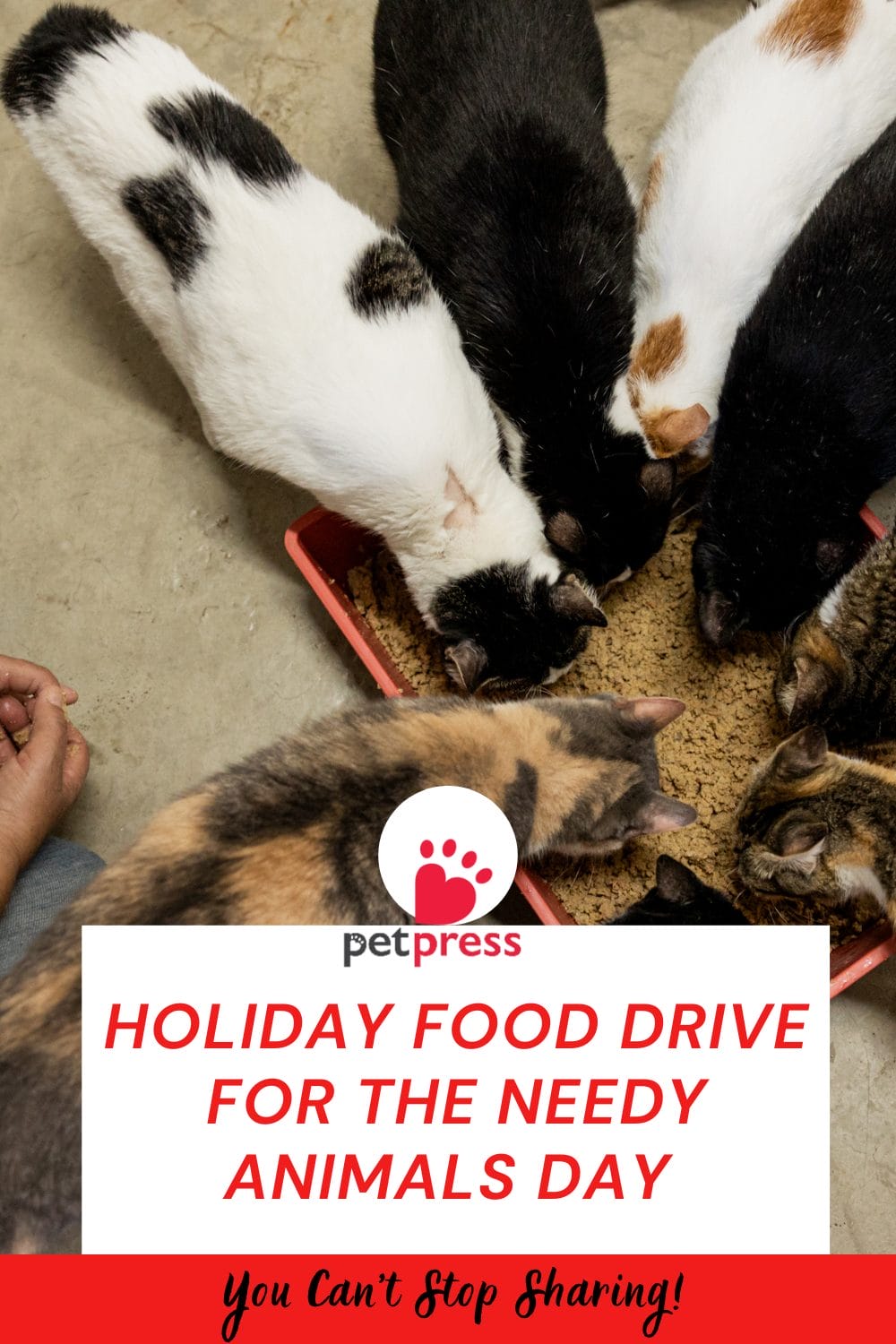 Holiday Food Drive for The Needy Animals Day - PetPress