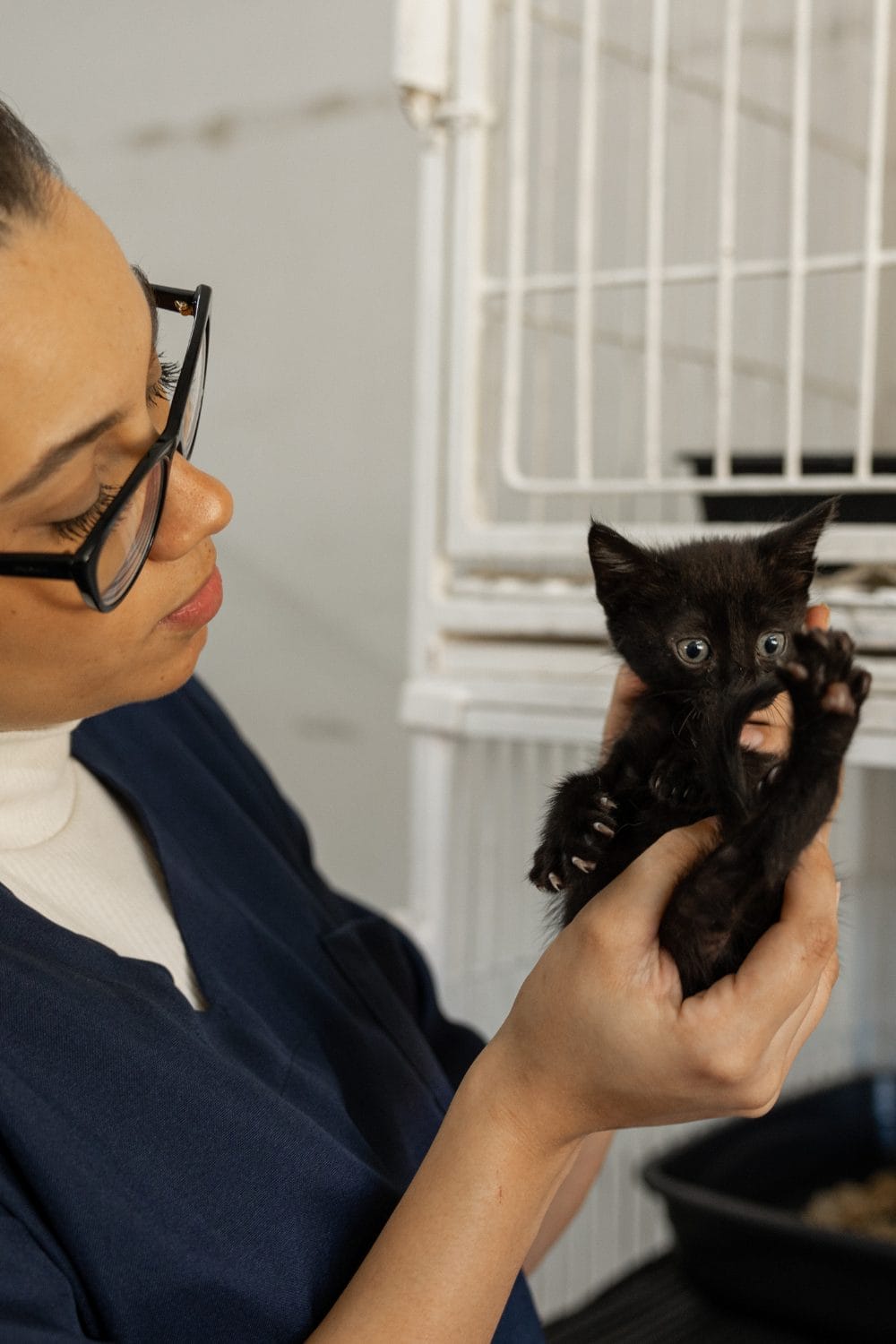 International Day of Veterinary Medicine: Honoring Vet Specialists ...