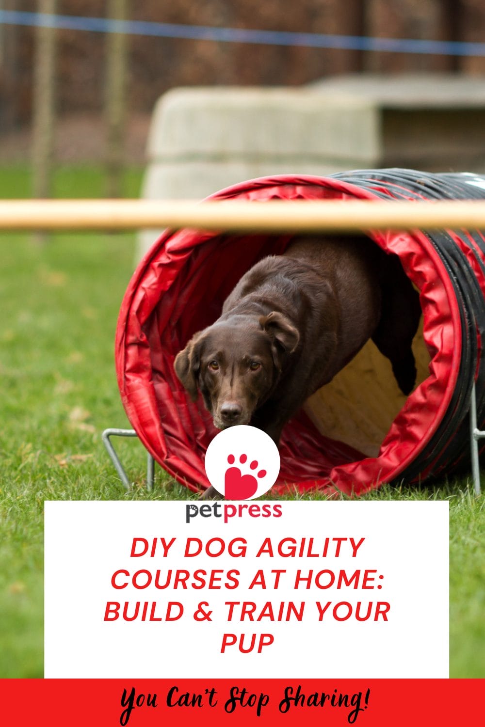 DIY Dog Agility Courses at Home: Build & Train Your Pup - PetPress