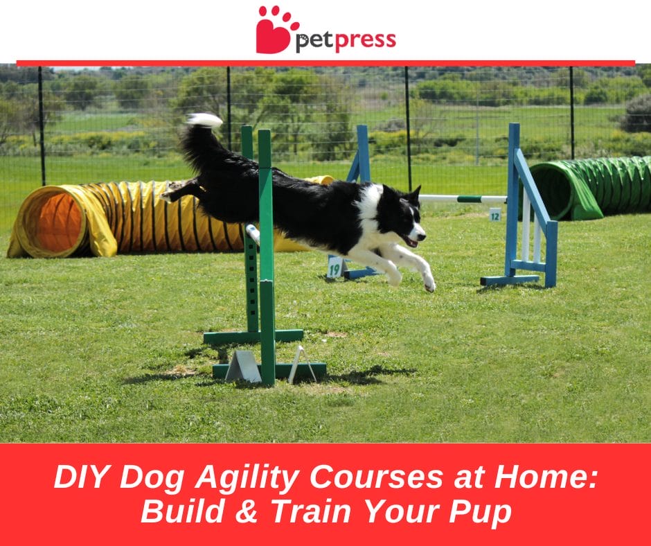 DIY Dog Agility Courses at Home: Build & Train Your Pup - PetPress