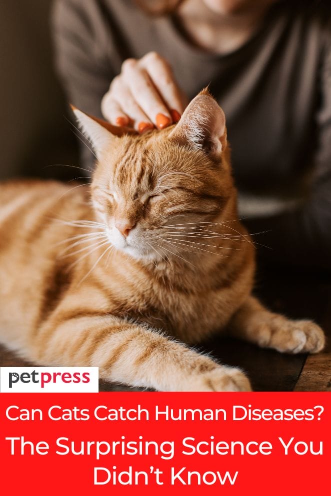Can Cats Catch Human Diseases? The Surprising Facts