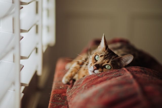 Can Cats Catch Human Diseases? The Surprising Facts