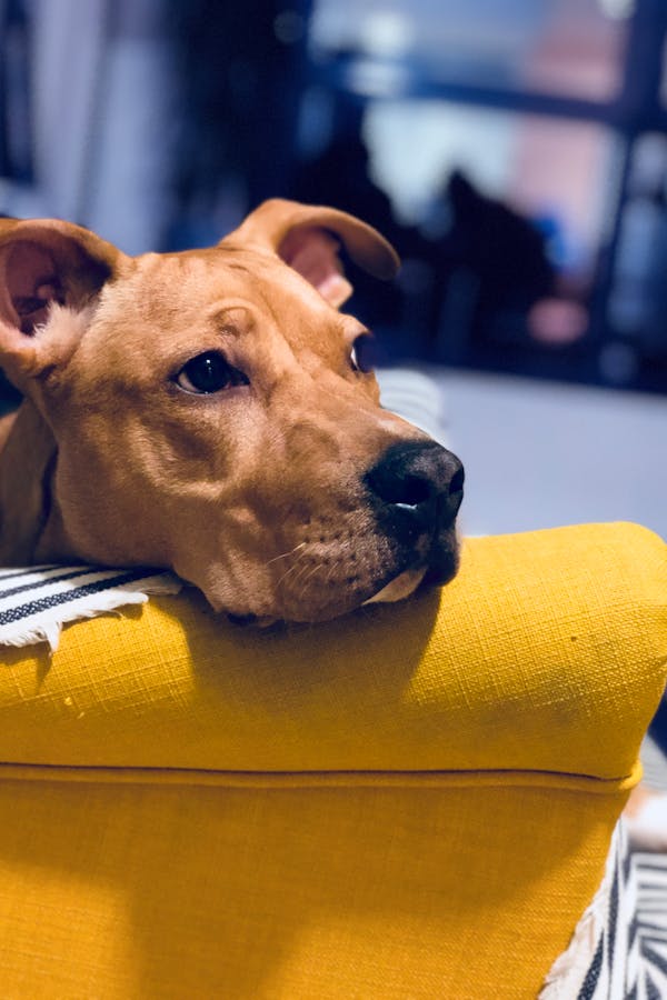 Can Dogs Feel Shame? Debunking the Guilty Look on Your Dog