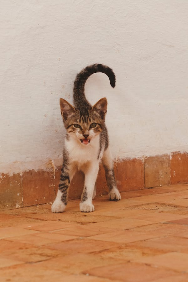 7 Clear Signs Your Cat Hates You (And What to Do About It)