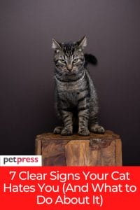 7 Clear Signs Your Cat Hates You (And What to Do About It)