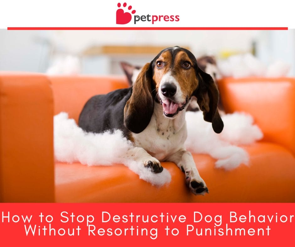 How to Stop Destructive Dog Behavior Without Resorting to Punishment ...