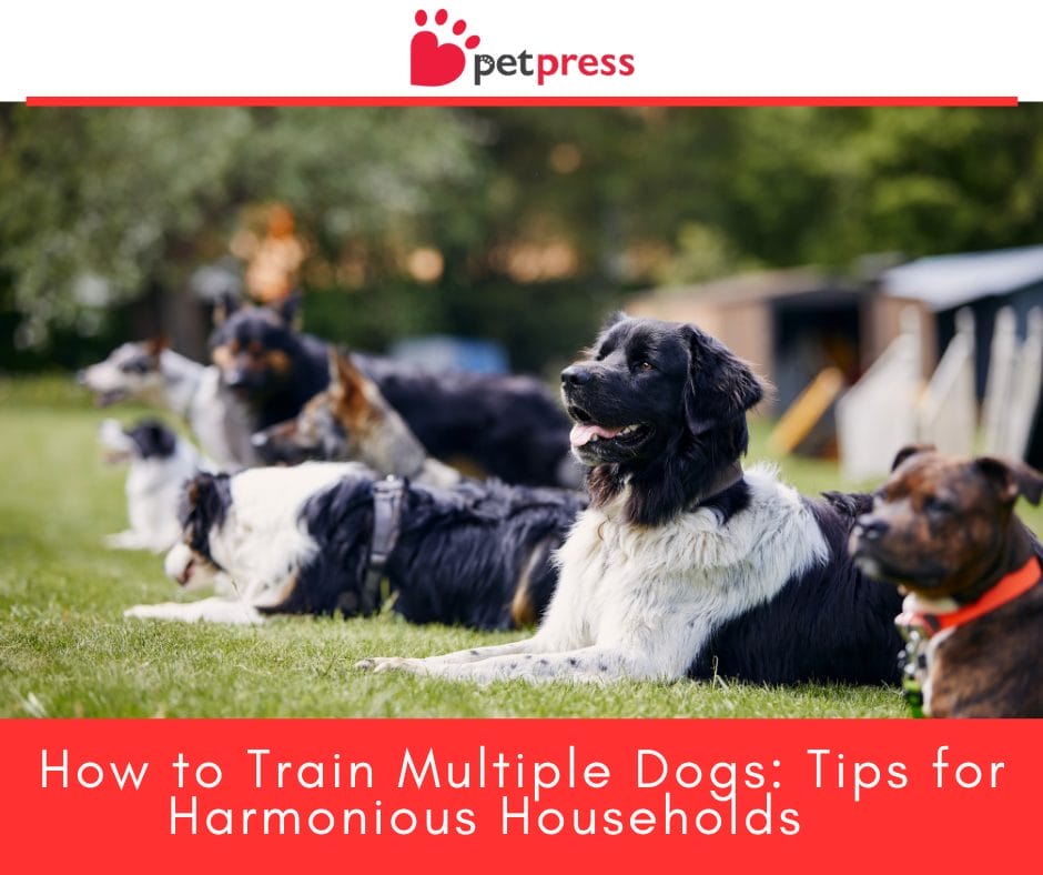 How to Train Multiple Dogs: Tips for Harmonious Households - PetPress