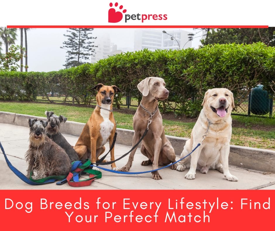 Dog Breeds for Every Lifestyle: Find Your Perfect Match - PetPress