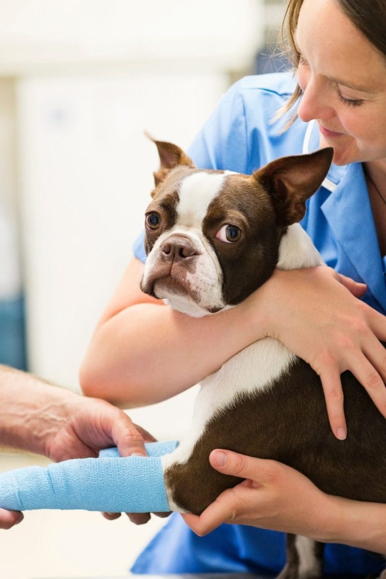 The Importance of Regular Vet Visits for Your Furry Friends - PetPress