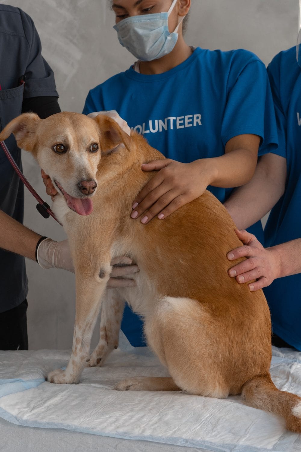 Dog CPR and First Aid: What Every Dog Owner Should Know - PetPress