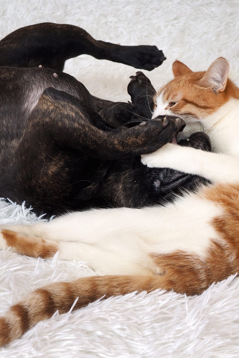 Are Cats and Dogs Really Natural Enemies? Debunking the Myth - PetPress