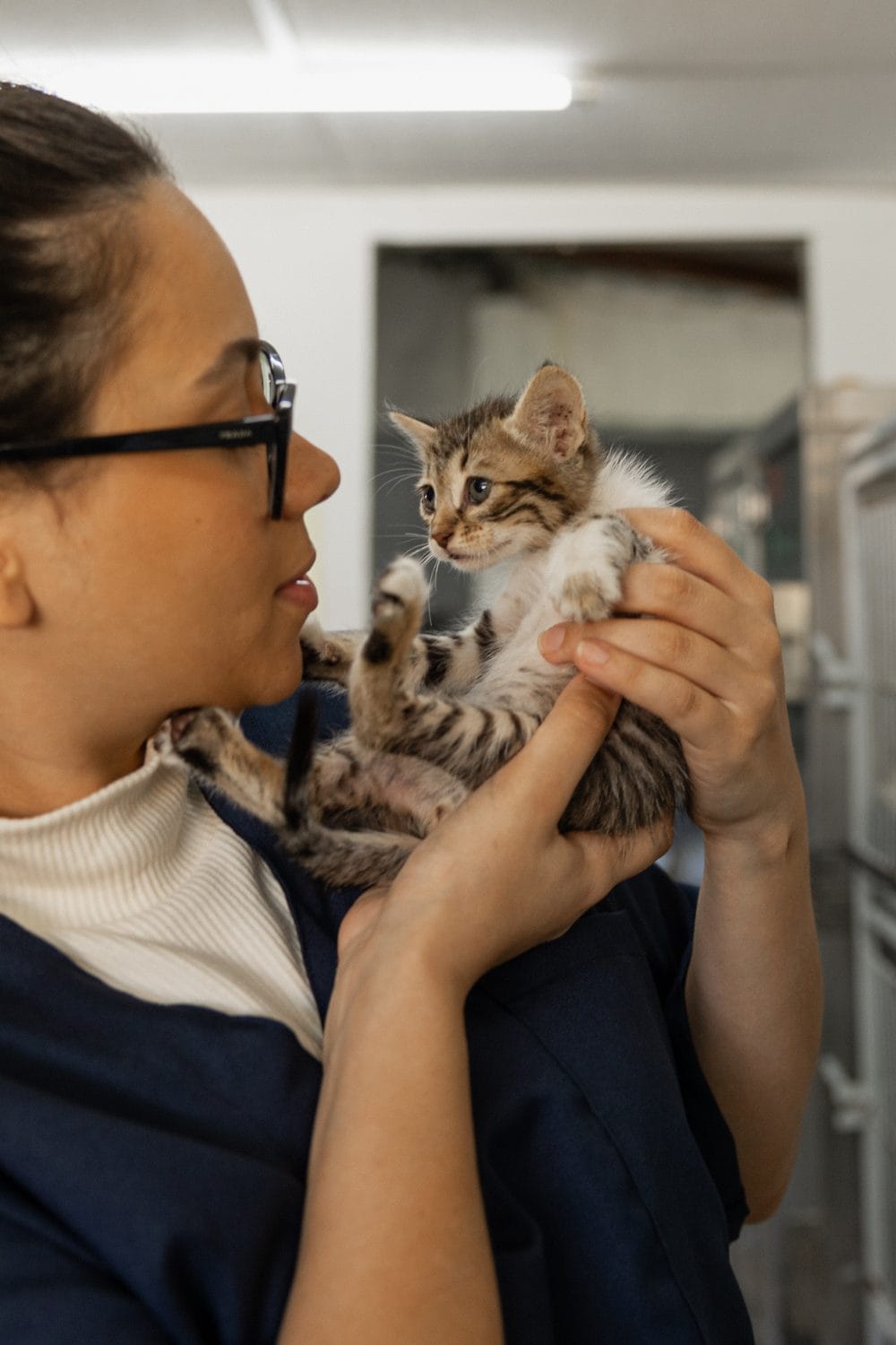 The Importance of Regular Vet Visits for Your Furry Friends - PetPress