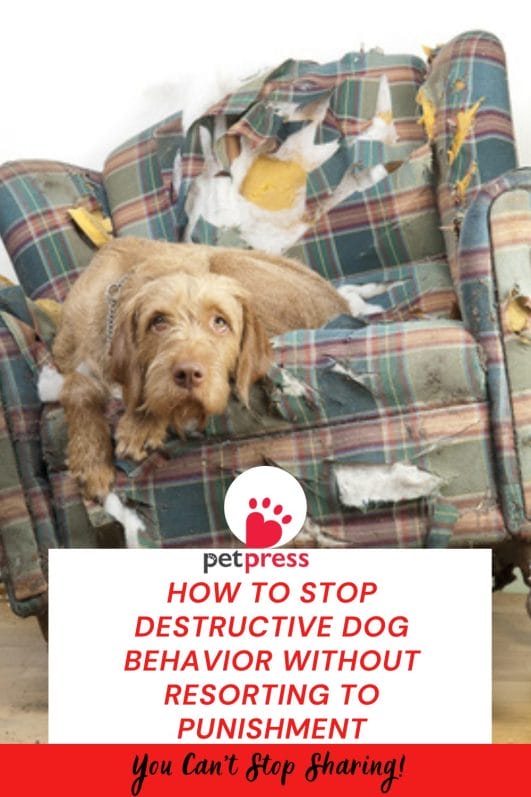 How to Stop Destructive Dog Behavior Without Resorting to Punishment ...