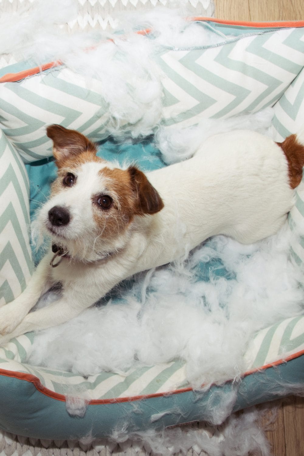 How to Stop Destructive Dog Behavior Without Resorting to Punishment ...