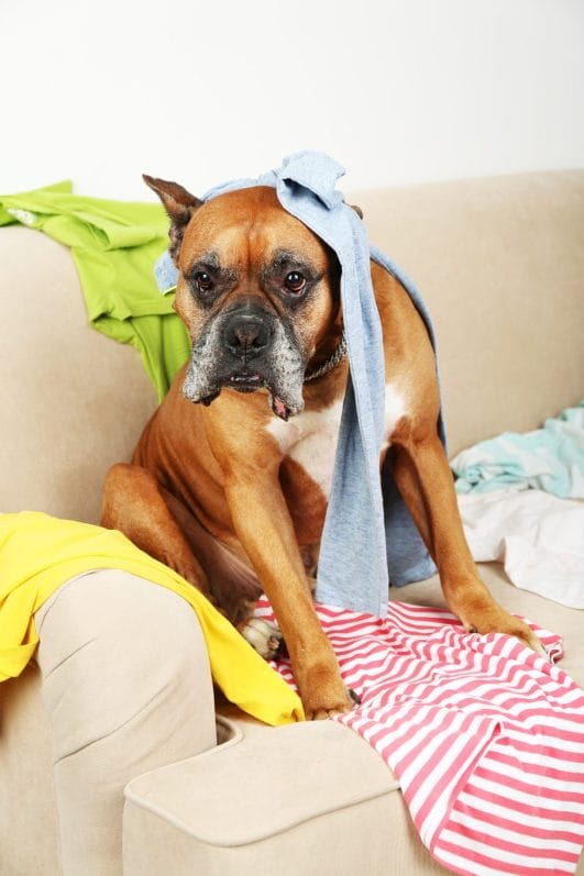 How to Stop Destructive Dog Behavior Without Resorting to Punishment ...