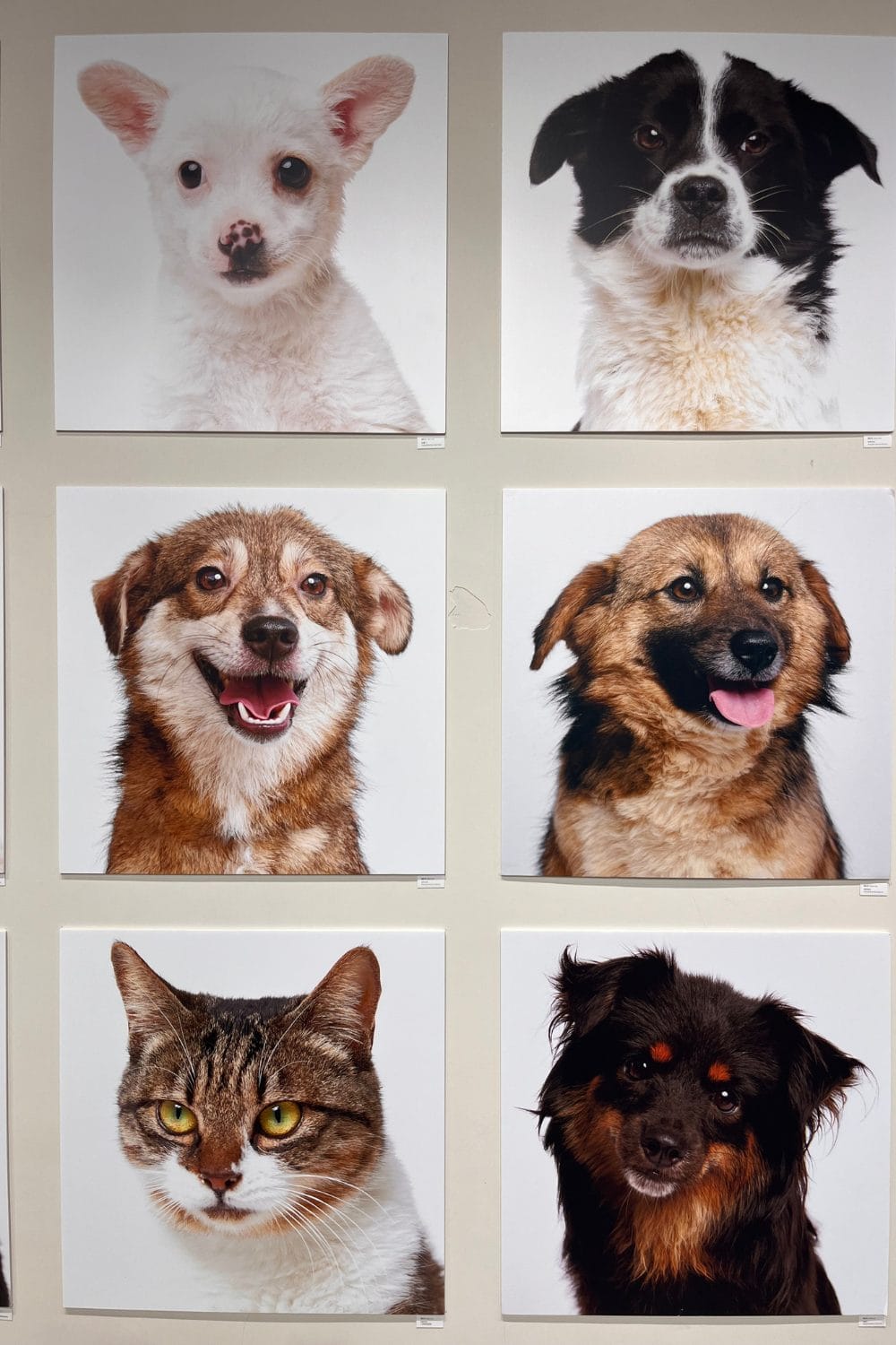 Choose the Perfect Pet: Dog vs. Cat – Pros, Cons & Tips - PetPress