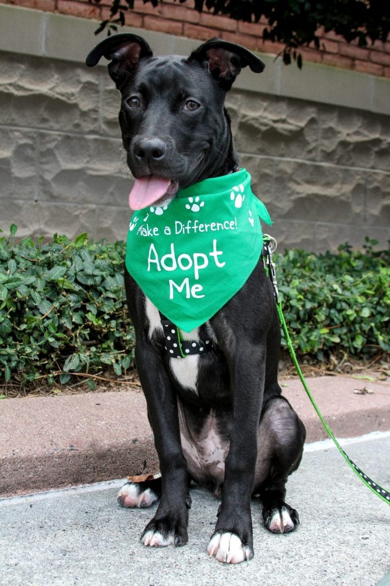 How to Handle Dog Adoption: A Brief Guide - PetPress