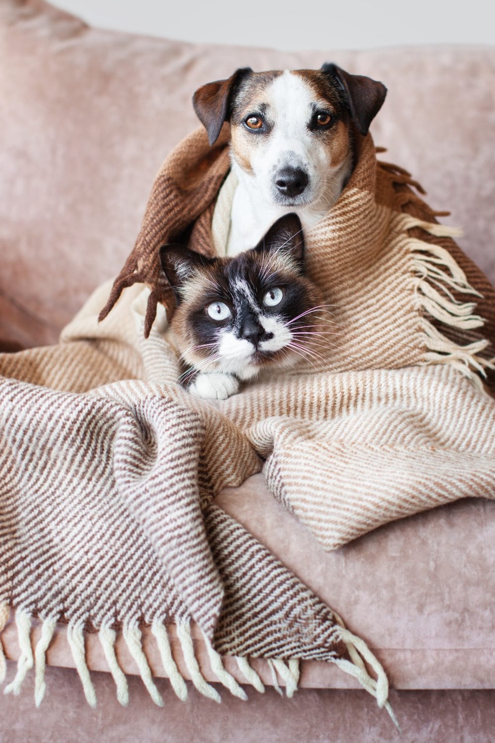 The Science Behind Dog and Cat Friendships - PetPress