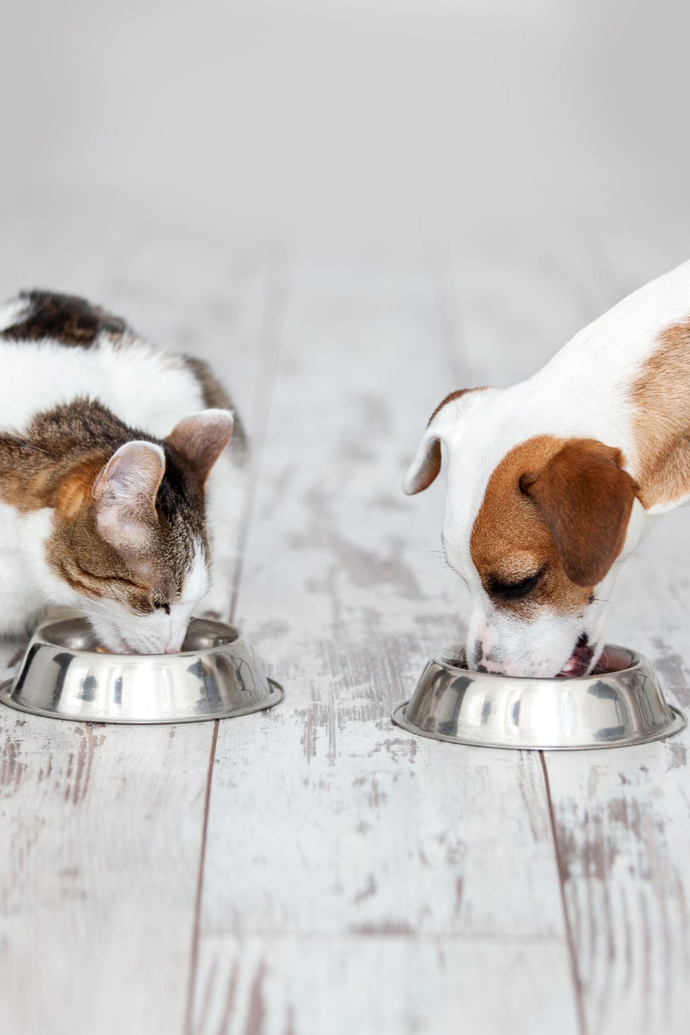What Your Cat and Dog Need to Thrive: Pet Care Essentials - PetPress