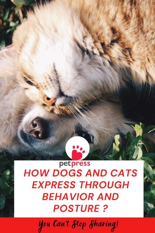 How Dogs and Cats Express Through Behavior and Posture ? - PetPress