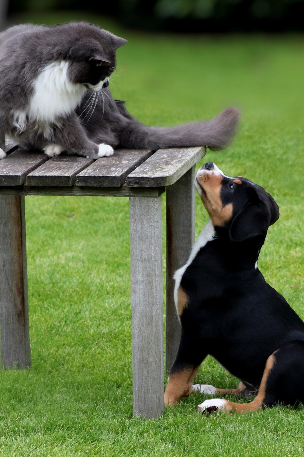 How Dogs and Cats Express Through Behavior and Posture ? - PetPress