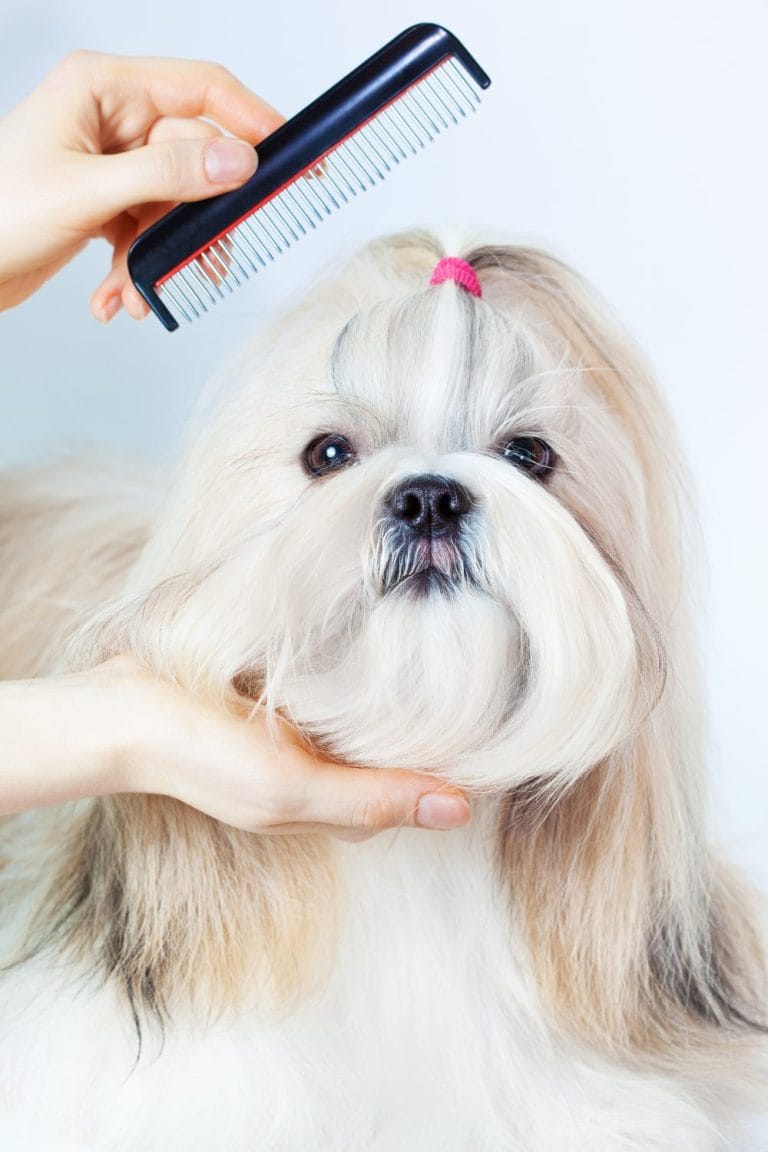 The Ultimate Dog Grooming Checklist: Tips for a Healthy Pup - PetPress