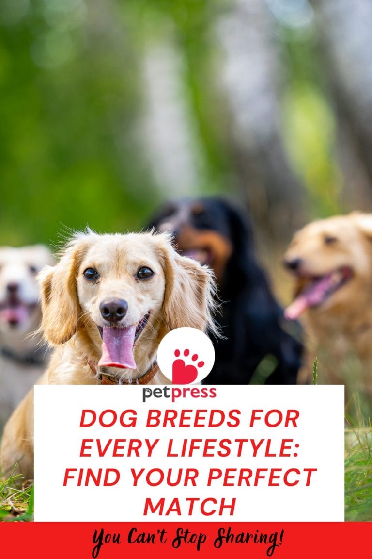 Dog Breeds for Every Lifestyle: Find Your Perfect Match - PetPress