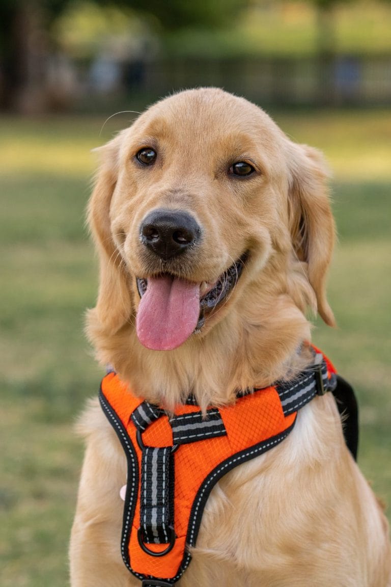 Dog Breeds for Every Lifestyle: Find Your Perfect Match - PetPress