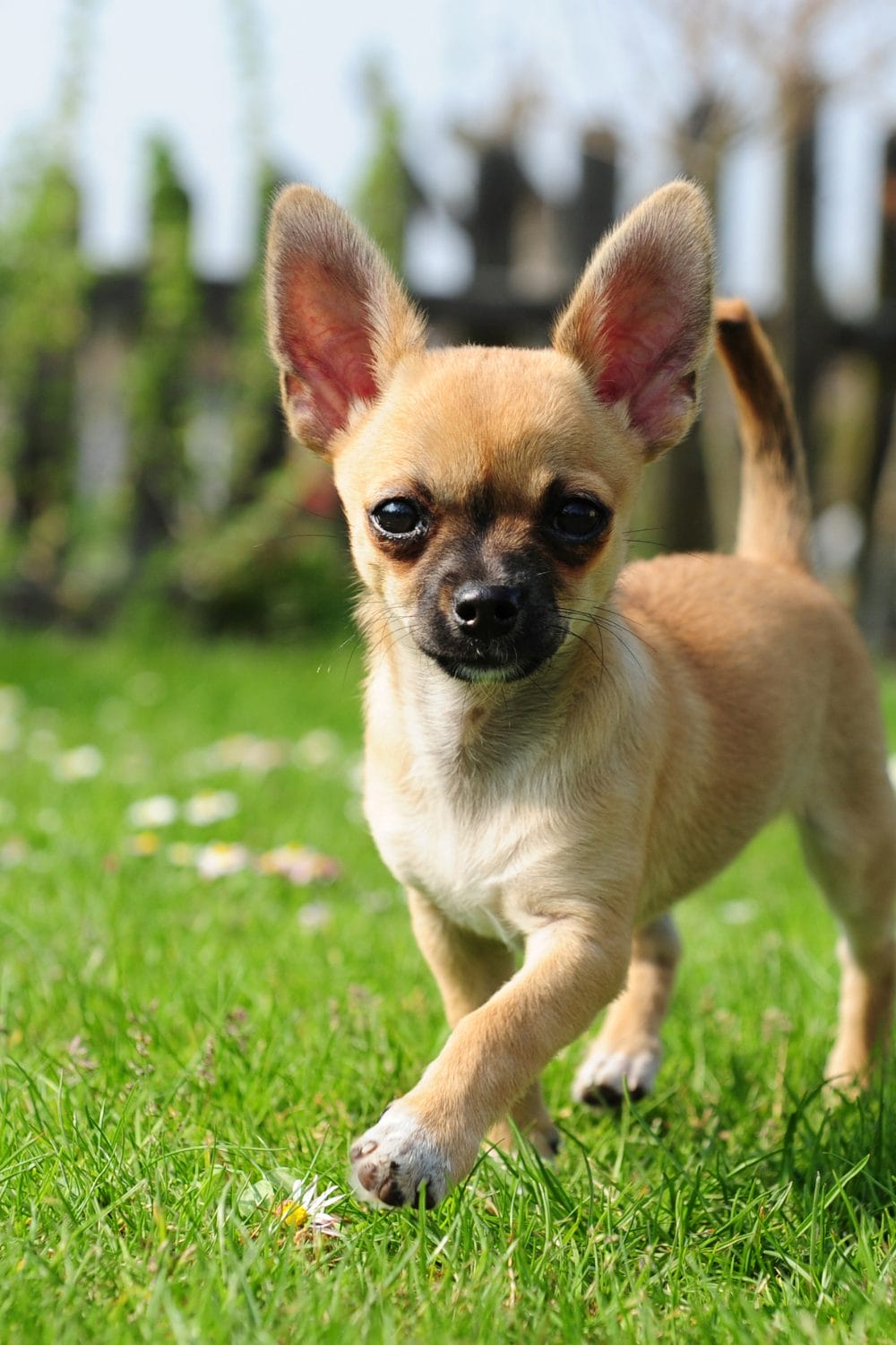 Dog Breeds for Every Lifestyle: Find Your Perfect Match - PetPress