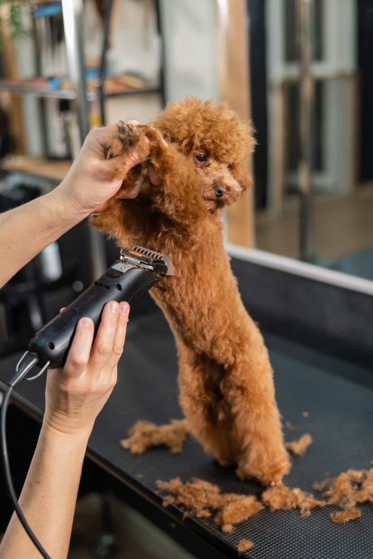 The Ultimate Dog Grooming Checklist: Tips for a Healthy Pup - PetPress