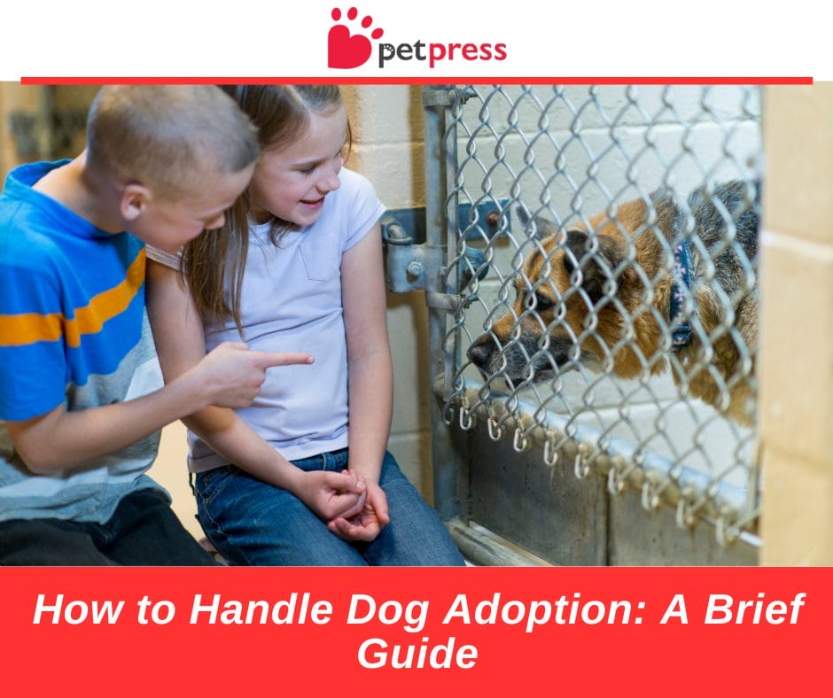 How to Handle Dog Adoption: A Brief Guide - PetPress