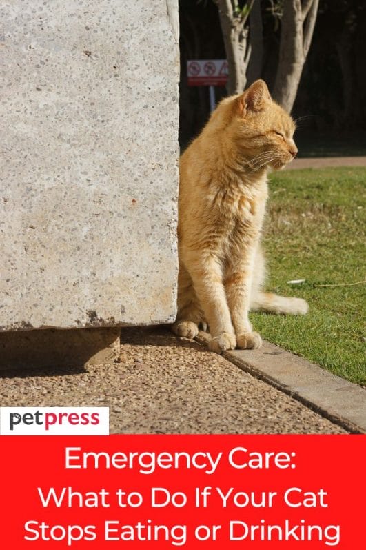Emergency Care: What to Do If Your Cat Stops Eating or Drinking