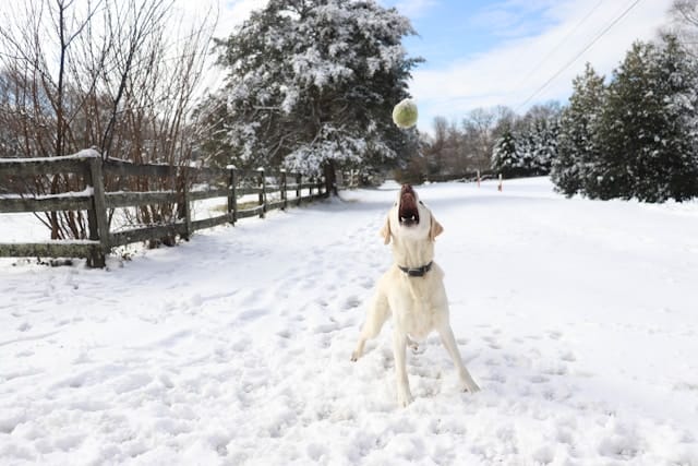 How to Teach Your Dog to Fetch: A Fun and Bonding Activity