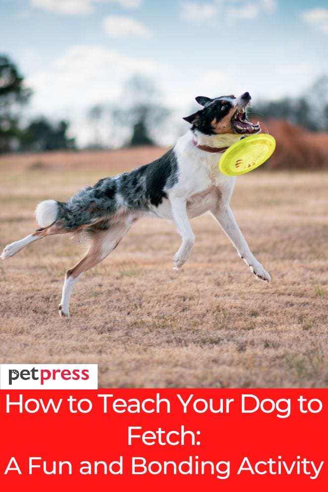 How to Teach Your Dog to Fetch: A Fun and Bonding Activity