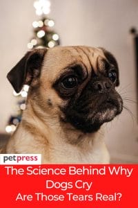 The Science Behind Why Dogs Cry: Are Those Tears Real?