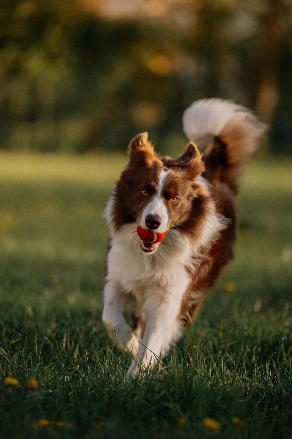 Border Collies the Most Intelligent Dogs? Let's Find Their Abilities ...