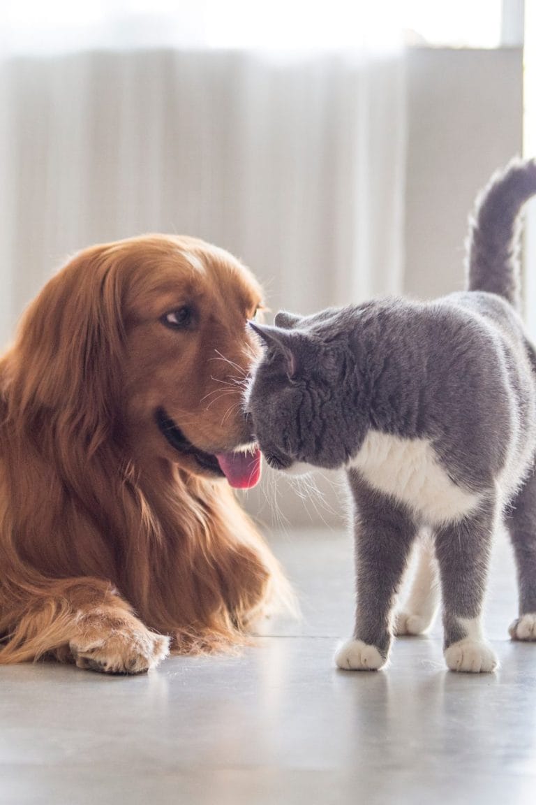 The History of Cats and Dogs as Human Companions: A Timeline - PetPress