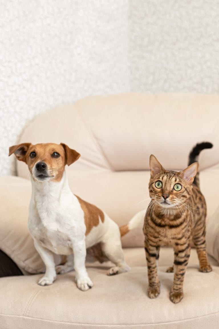 The History of Cats and Dogs as Human Companions: A Timeline - PetPress