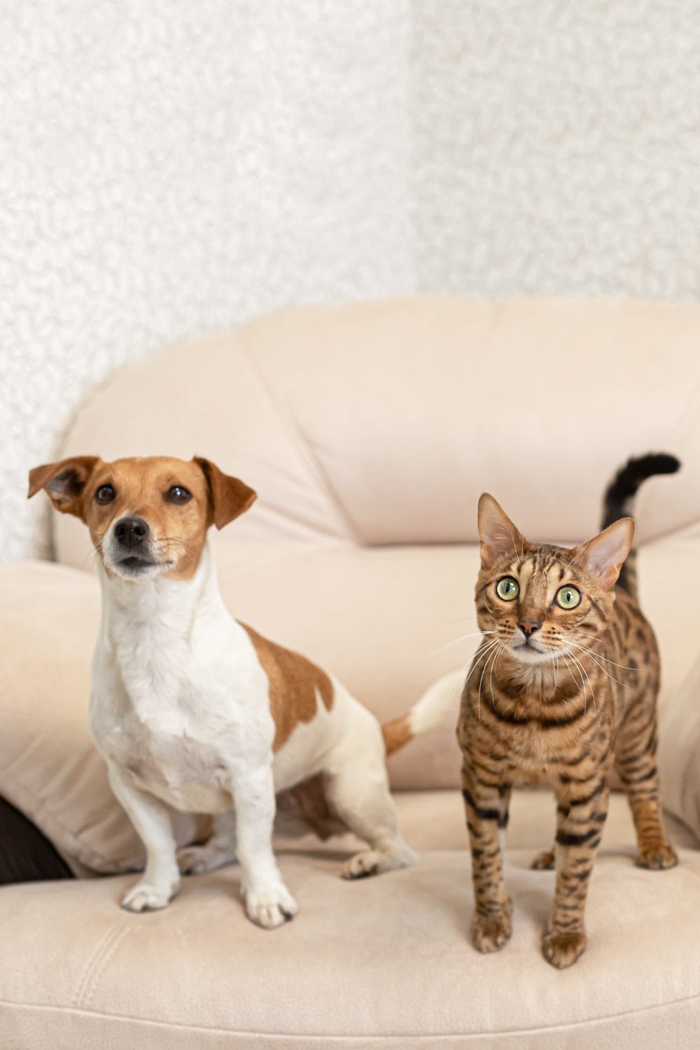 The History of Cats and Dogs as Human Companions: A Timeline - PetPress