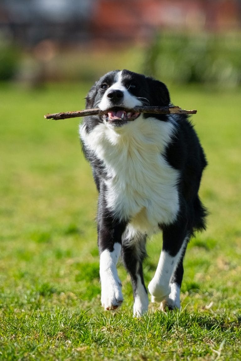 Border Collies the Most Intelligent Dogs? Let's Find Their Abilities ...