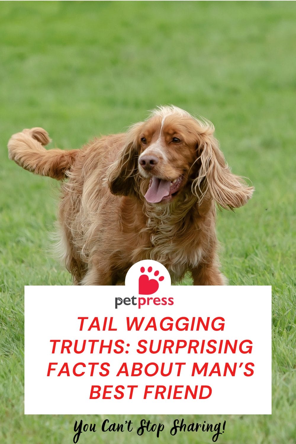 Tail Wagging Truths: Surprising Facts About Man’s Best Friend - PetPress