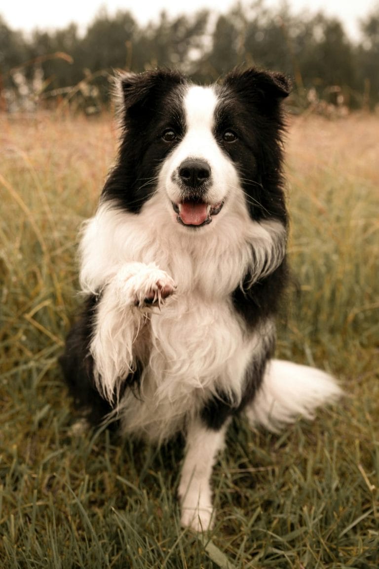 Border Collies the Most Intelligent Dogs? Let's Find Their Abilities ...
