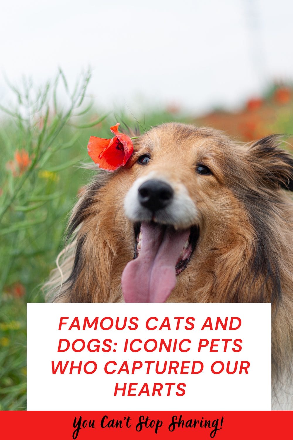 Famous Cats and Dogs: Iconic Pets Who Captured Our Hearts - PetPress