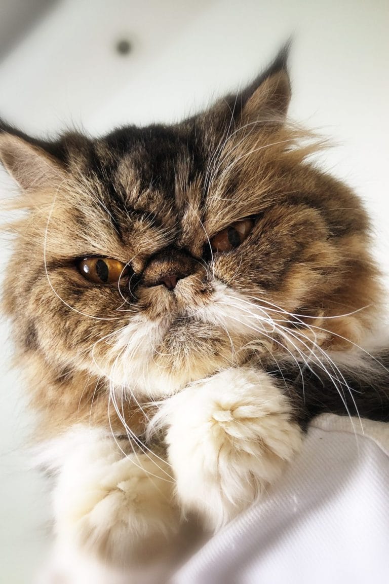 Famous Cats and Dogs: Iconic Pets Who Captured Our Hearts - PetPress