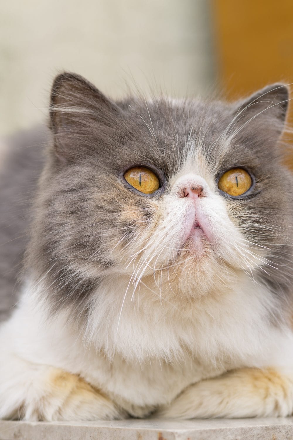 Famous Cats and Dogs: Iconic Pets Who Captured Our Hearts - PetPress