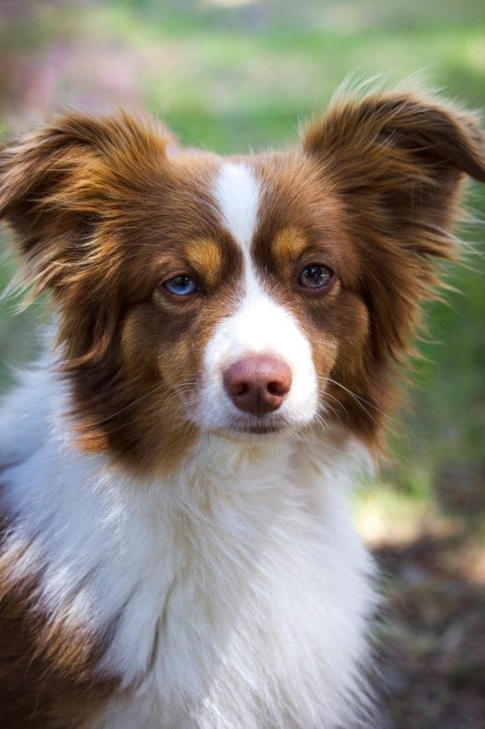 Border Collies the Most Intelligent Dogs? Let's Find Their Abilities ...