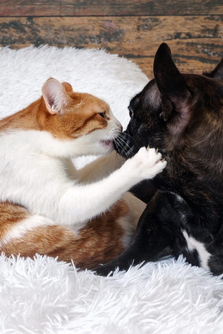 10 Surprising Similarities Between Dogs and Cats You Didn't Know - PetPress